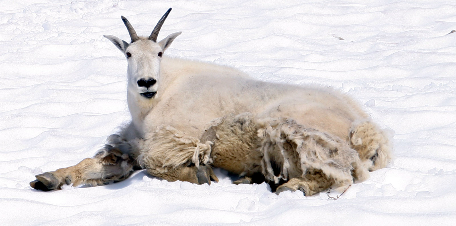 Mars Retrograde in Capricorn – Star Struck Style