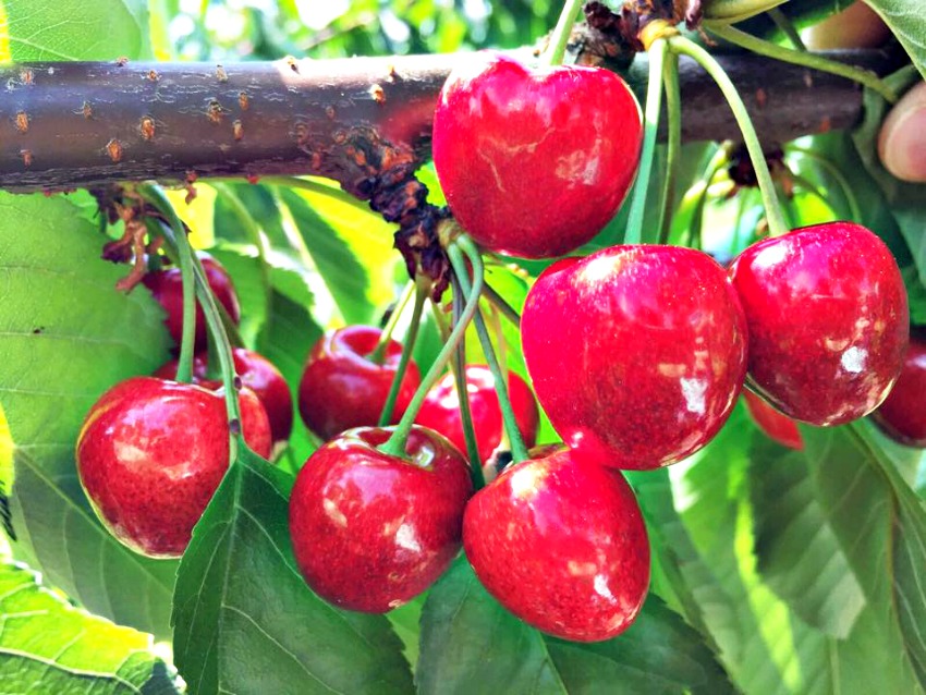 Cherry Picking – Star Struck Style