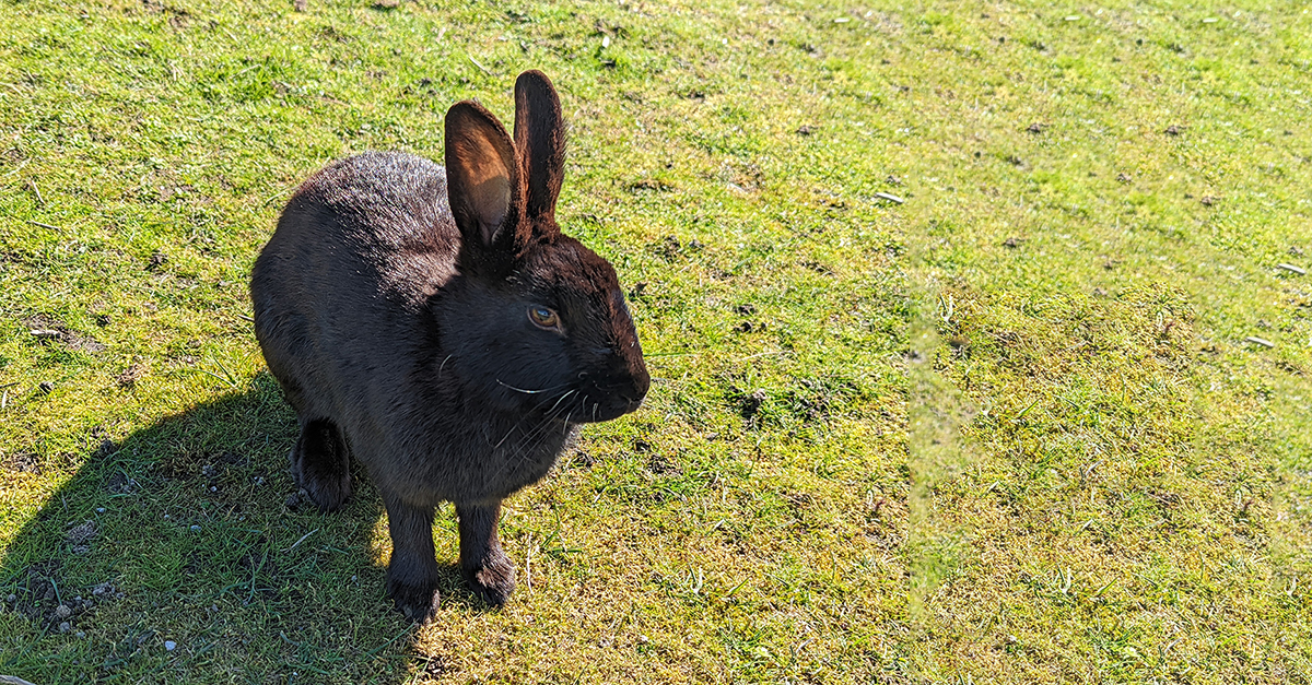 Year of the Rabbit: Part 2 – Star Struck Style